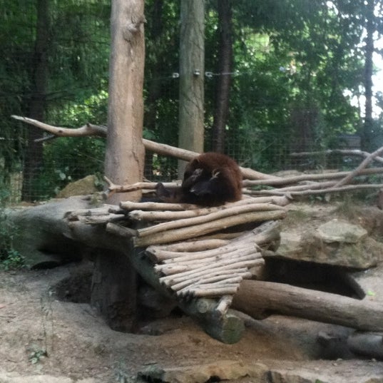 Wolverine Exhibit - Zoo Exhibit