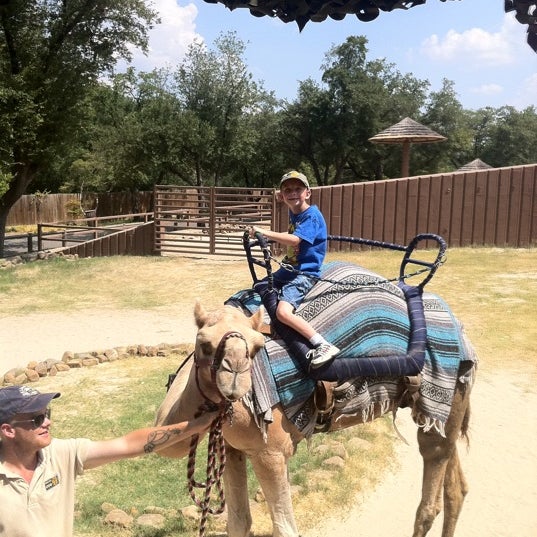 Camel Rides - Dallas Zoo