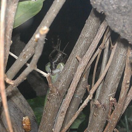 LLL Reptile - Pet Supplies Store in Downtown Oceanside