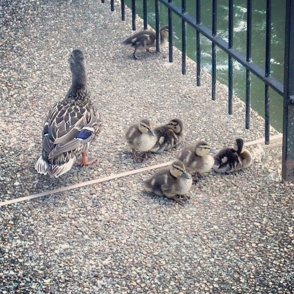 Gypsy Hill Park Duck Pond - Staunton, VA