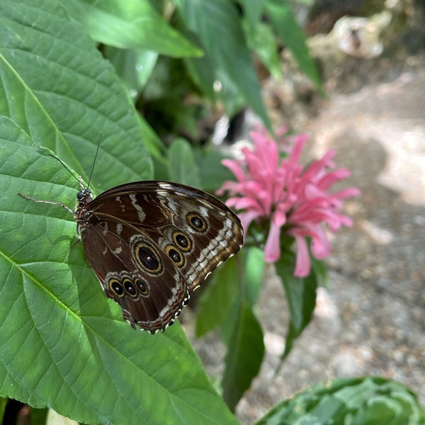 Butterfly Rainforest - 11 tips