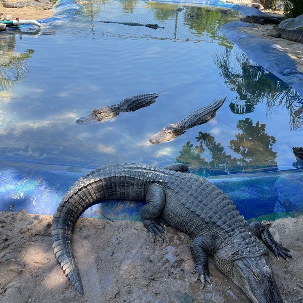 Alligator Alley - 19950 County Road 71