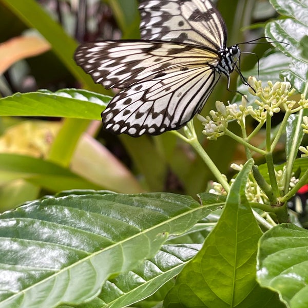 Butterfly Rainforest - 11 tips
