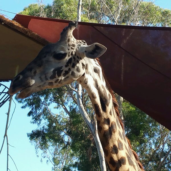 Giraffe Exhibit - Zoo Exhibit in Balboa Park
