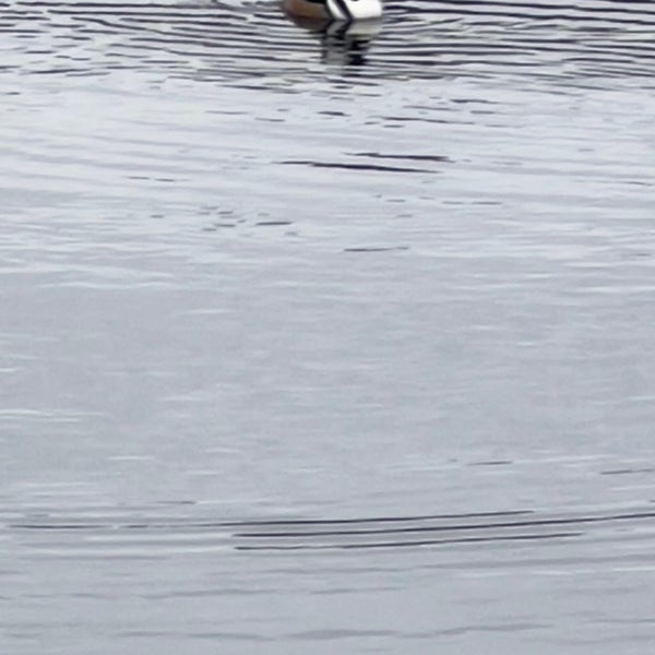 Brookline Reservoir - Park in Brookline