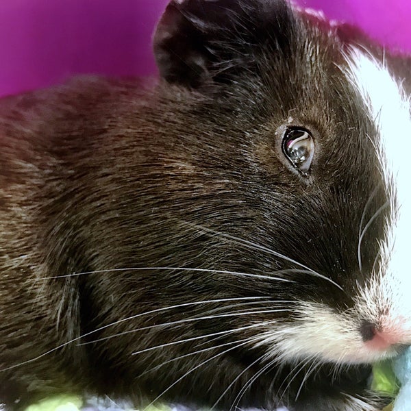 PetSmart - Pet Supplies Store