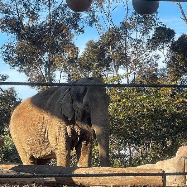 Elephant Odyssey - Balboa Park - San Diego, CA