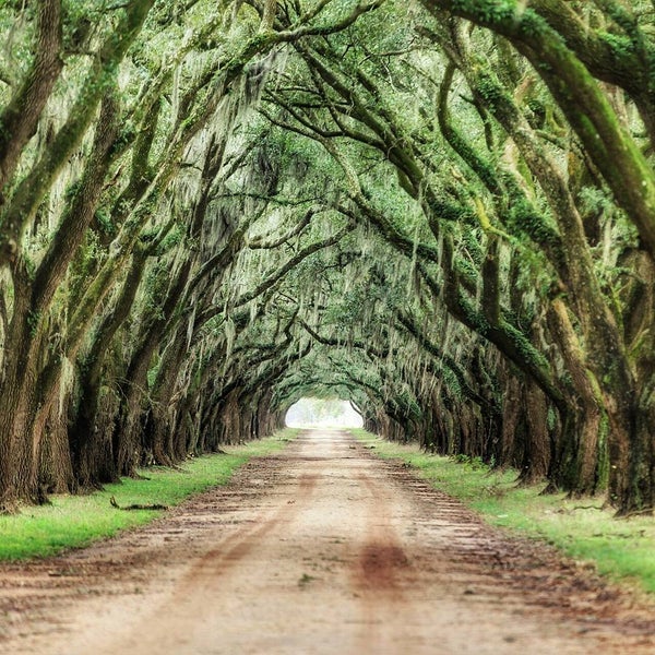 Evergreen Plantation - Historic and Protected Site in Edgard