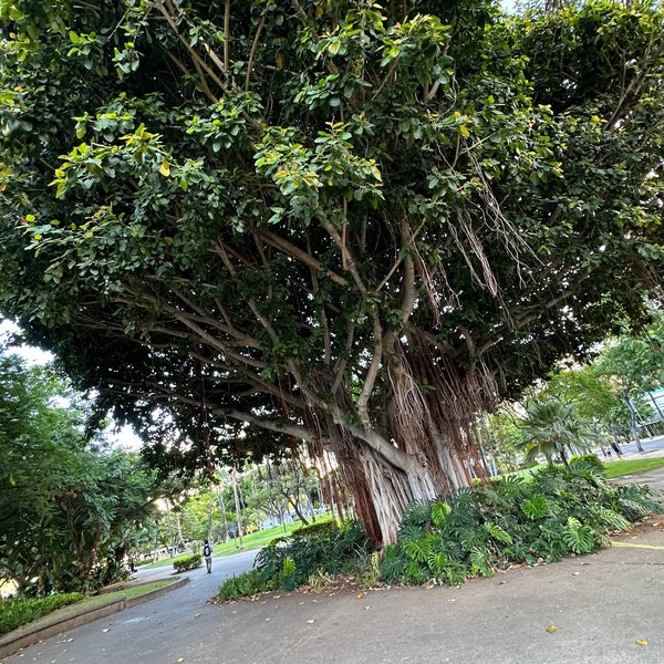 Kuroda Field - Waikiki - 1 tip