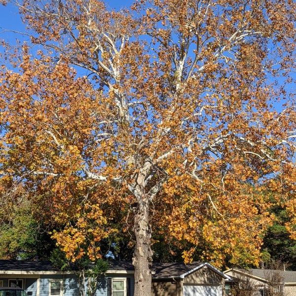 Howard Moore Park - Park in Arlington