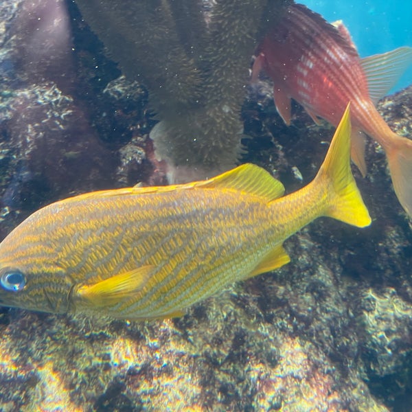 Bermuda Aquarium, Museum and Zoo - Zoo