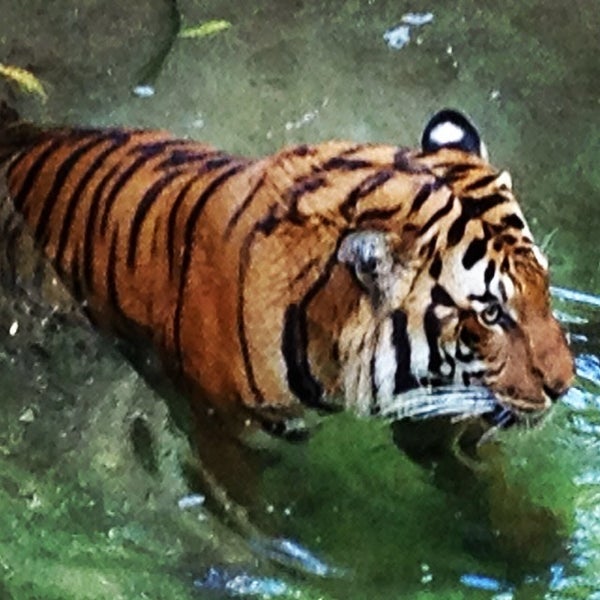 Tiger Trail - Balboa Park - 3 tips from 989 visitors