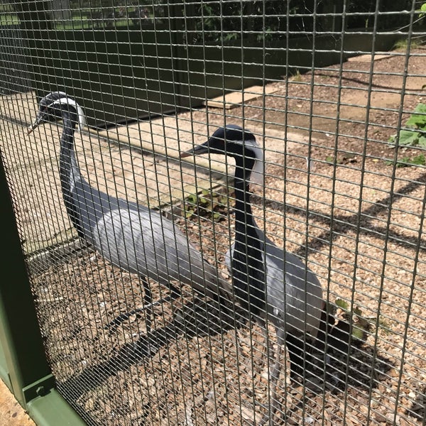 Photos at Beale Wildlife Park - Zoo in Lower Basildon
