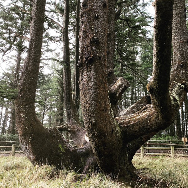 Photos at Octopus Tree - Cape Meares Lighthouse Dr