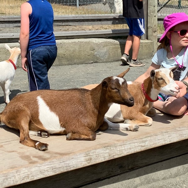 Beacon Hill Children's Farm - James Bay - 7 tips from 529 visitors