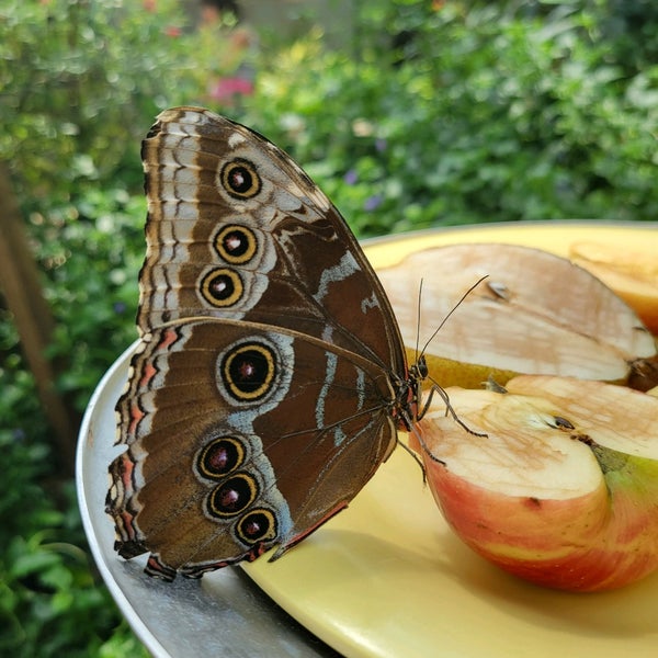 Peggy Notebaert Nature Museum - Science Museum in Lincoln Park