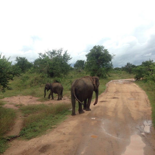 Udawalawa National Forest Reserve - 17 tips from 682 visitors