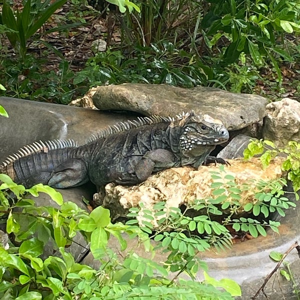 Queen Elizabeth II Botanic Park - Garden in Grand Cayman