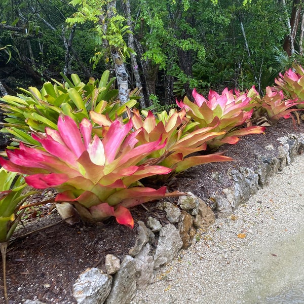 Queen Elizabeth II Botanic Park - Garden in Grand Cayman