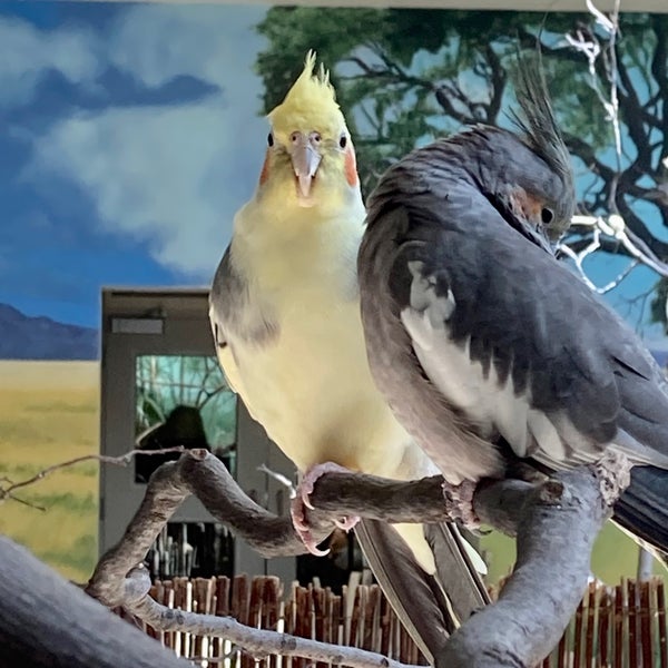 Aviary - Toledo Zoo - Zoo Exhibit in Beverly-Harvard