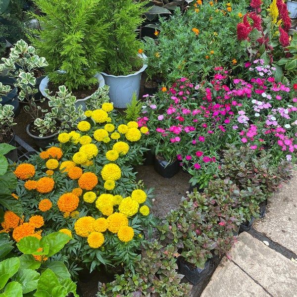 Cartimar Greenland Plants And Orchids - Garden Center in Pasay City ...