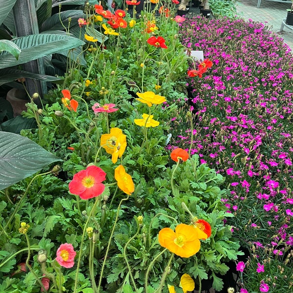Ruibal's Plants of Texas - 5 tips