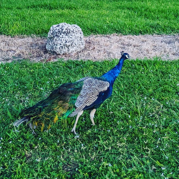 Old Miami Zoo Ruins - Village of Key Biscayne - Key Biscayne, FL
