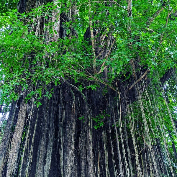 Old Enchanted Balete Tree - Siquijor Circumferential Rd, Campalanas