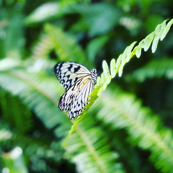 Butterfly Rainforest - 11 tips