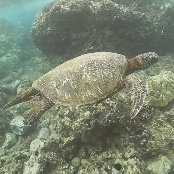 Turtle Town - 8 tips