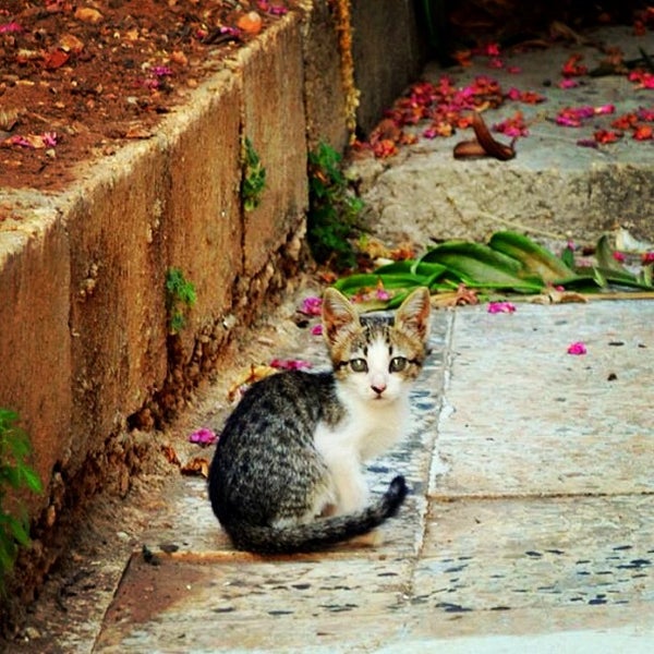 Dekwaneh - Dekwaneh, Mt Lebanon