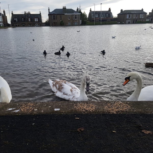 Swanny Ponds - Lake in Dundee