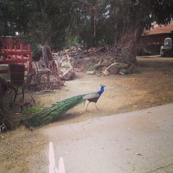 Paddison Farm - 2 tips