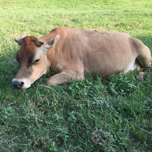 Photos at 飛牛牧場 FlyingCow Ranch - Farm in 苗栗縣