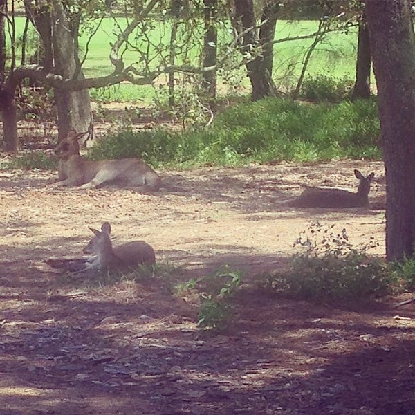 Redcliffe Golf Club - Golf Course