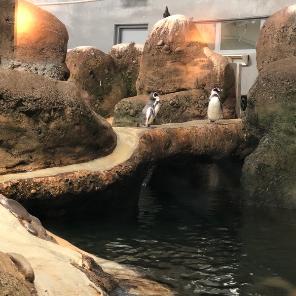 Penguin Exhibit - Portland, OR