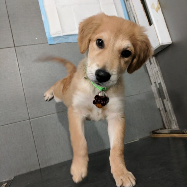 Paws In Chelsea - Chelsea - New York, NY