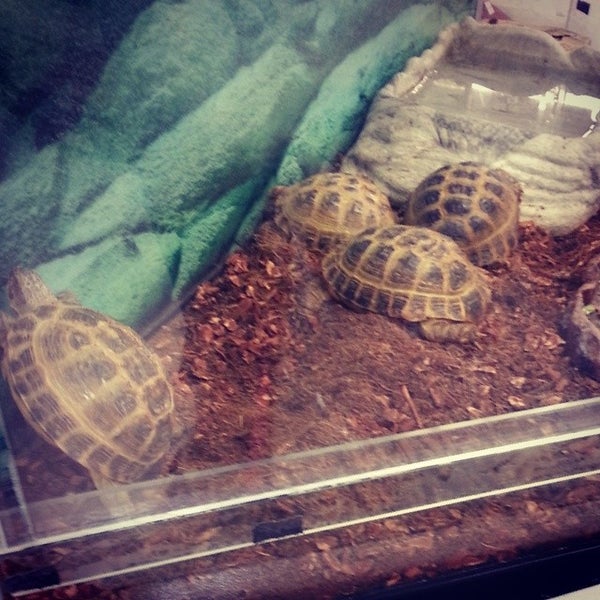 Baby Russian Tortoise Petco