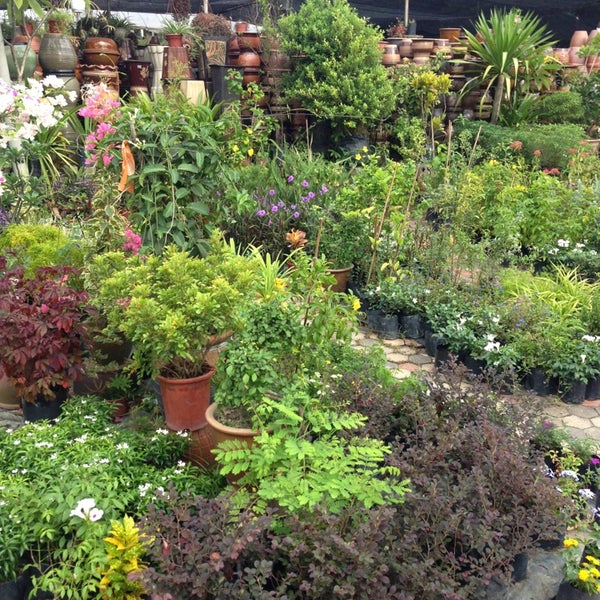 Pyrus Garden Nursery - Hobby Store in Seputih