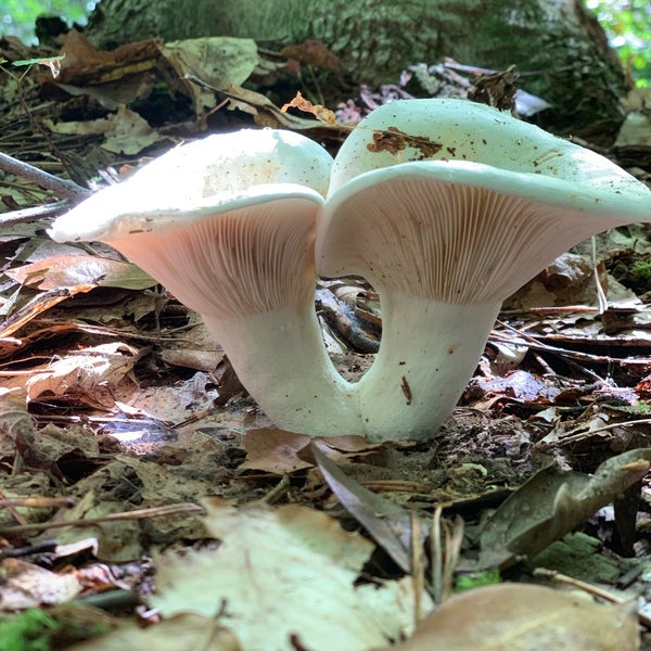 Bull Run Mountain Conservancy - Nature Preserve