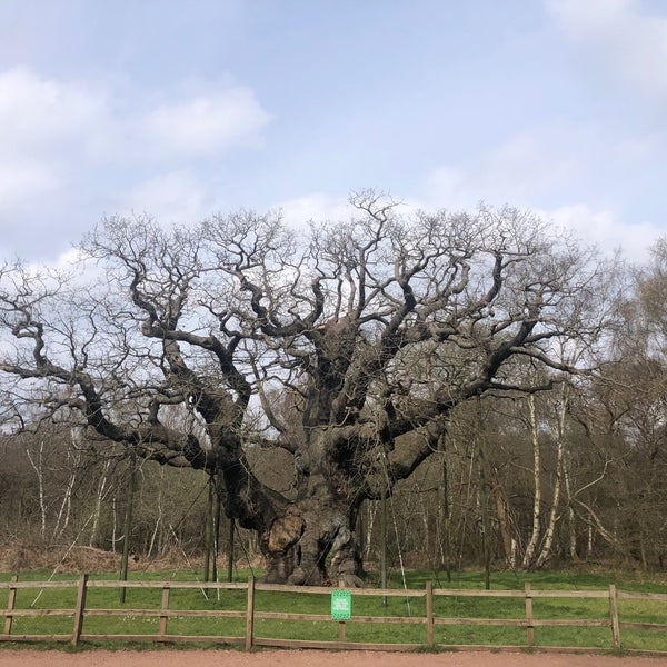 Major Oak - Edwinstowe, Nottinghamshire
