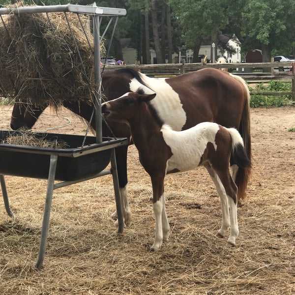 Chincoteague Pony Centre - Stable