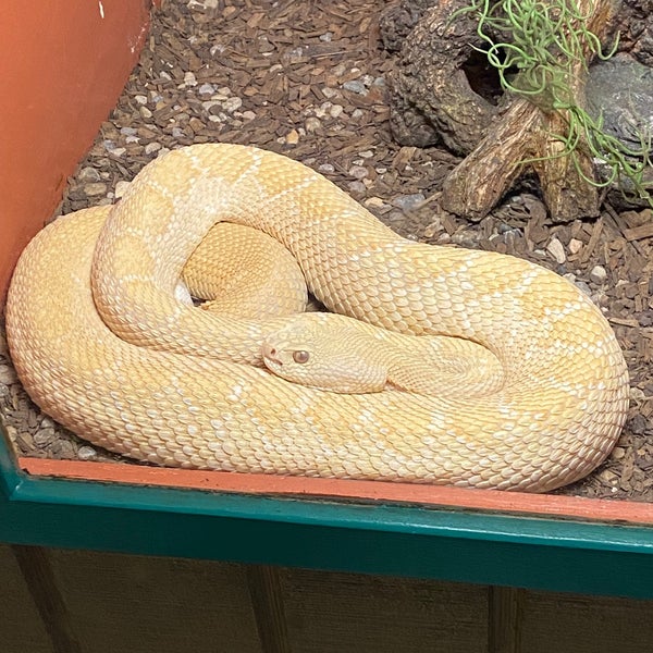 The Rattlesnake Museum - Old Town - 7 tips