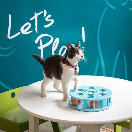 Meow Parlour - Pet Service in Chinatown