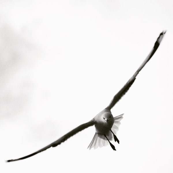 Jackson's Landing - Pyrmont, NSW