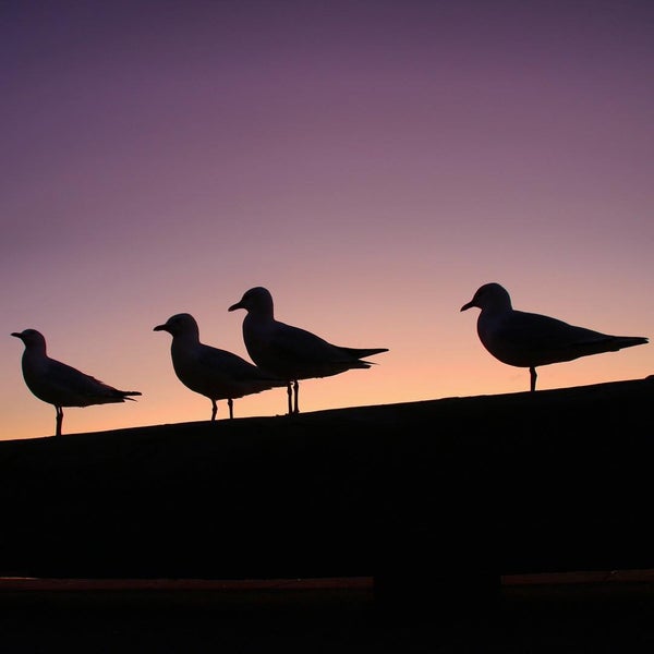 Jackson's Landing - Pyrmont, NSW