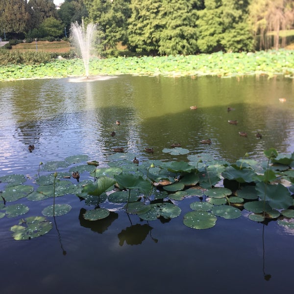 Lacul Circului - Lake in Tei