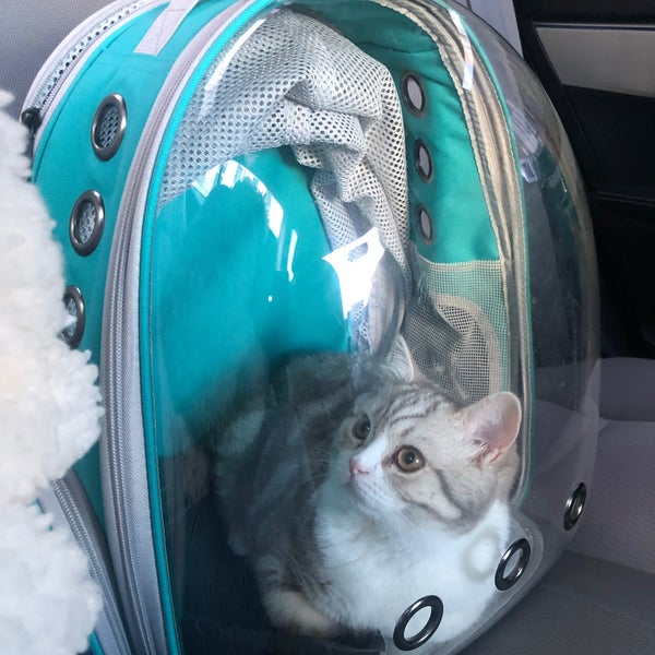 SF Pet Hospital - Panhandle - San Francisco, CA