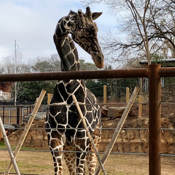 Giraffe Exhibit - Grant Park - 4 tips from 297 visitors
