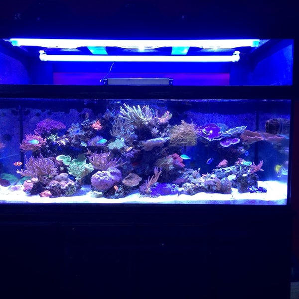 T&T Fish & Reef - Pet Supplies Store